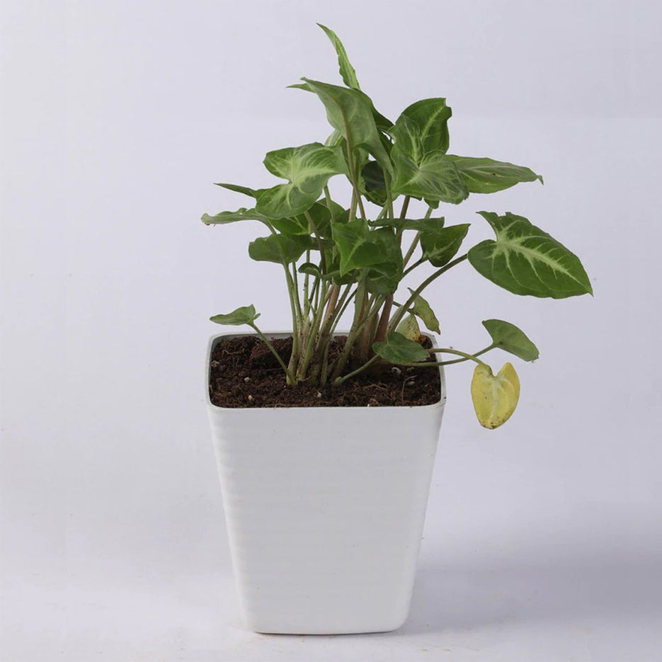 Shop Plant Gifts Online on Archies | Send Plants Online